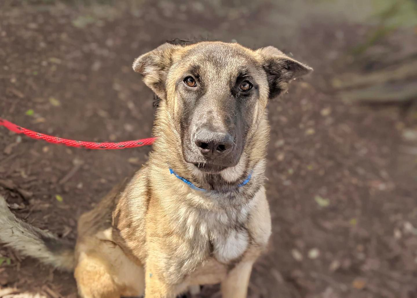 This Handsome Shepherd Mix is Ready to Steal Your Heart! - Rocky Kanaka