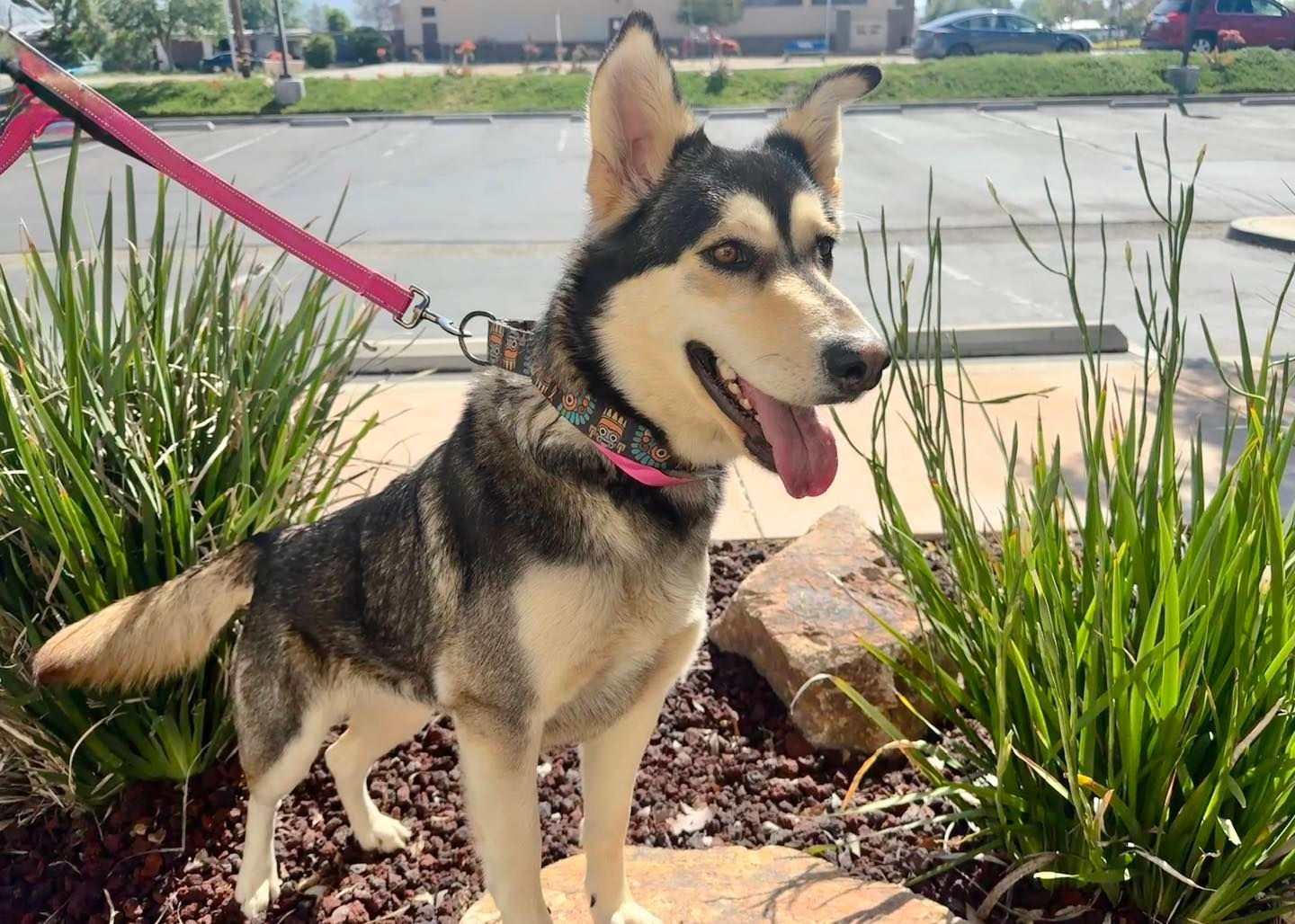 From Stray to Star: Meet Athania the Sweet Shepsky Looking for a ...