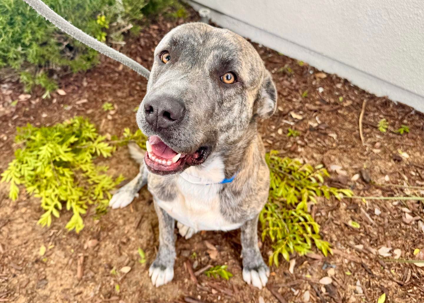 Chester The Pit Bull Has the Best Smile and the Biggest Heart—He’s Just ...