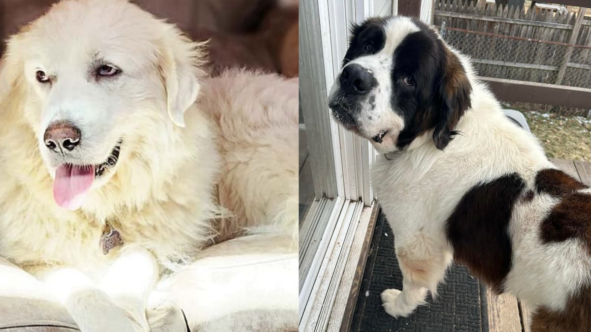 These 6 Big Dogs Have Even Bigger Hearts—And They Need A Forever Home ...