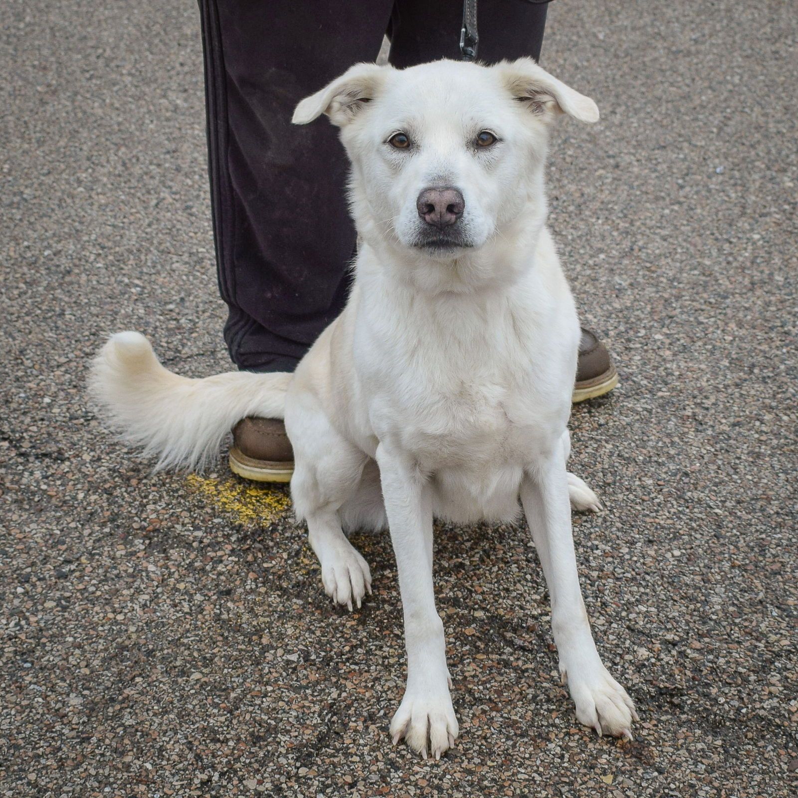 Fluffy, Friendly & Full of Love — Meet Izzy the Pyrenees/Lab Mix ...