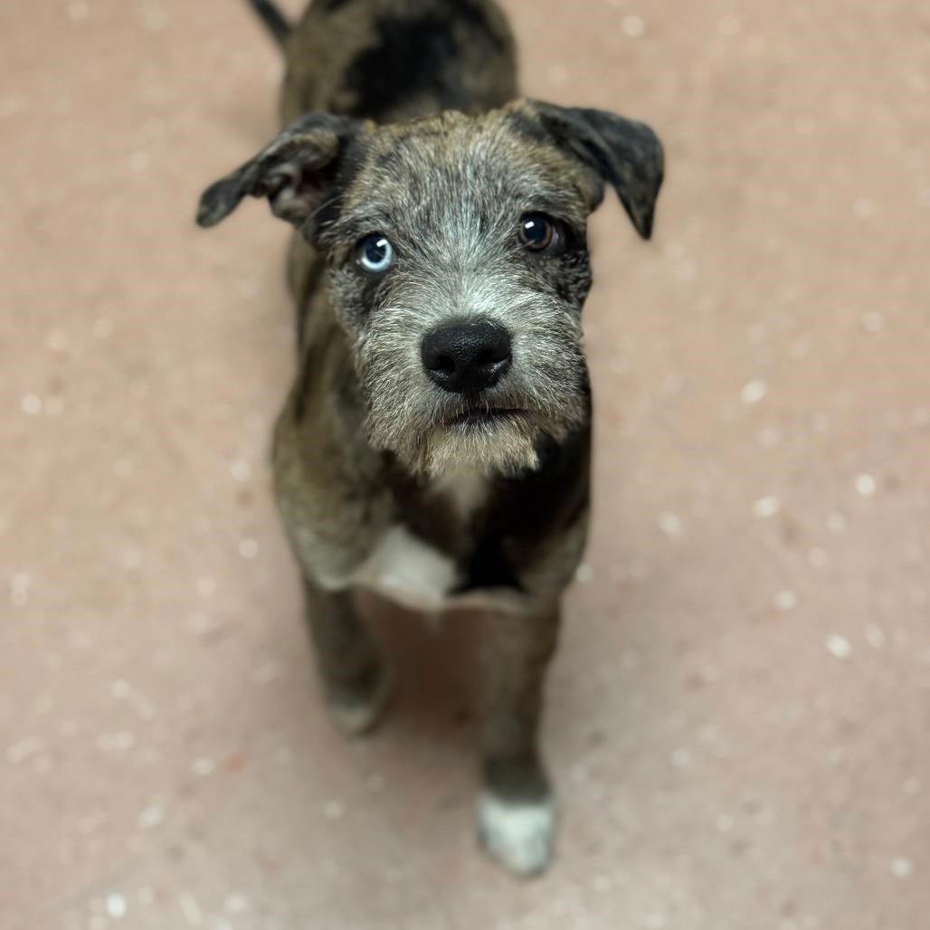 Bentley the Schnauzer Mix Is Ready to Be Your Forever Sidekick! - Rocky ...