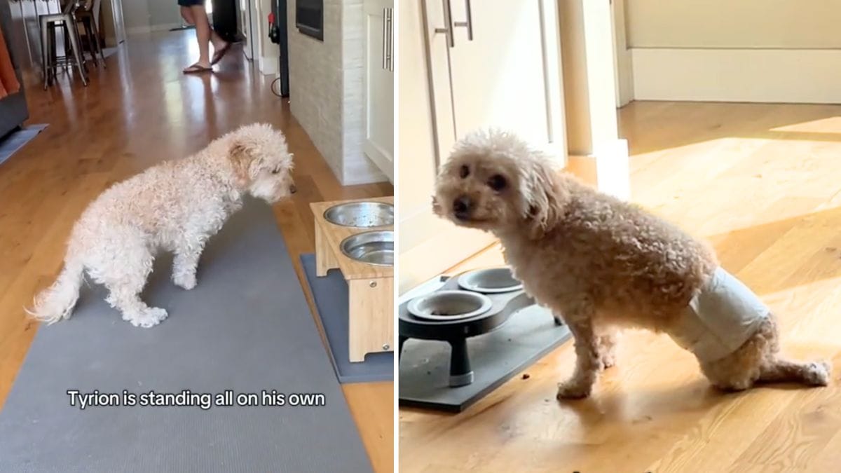 Maltipoo Loses Use of Hind Legs—But What He Does After Months of ...