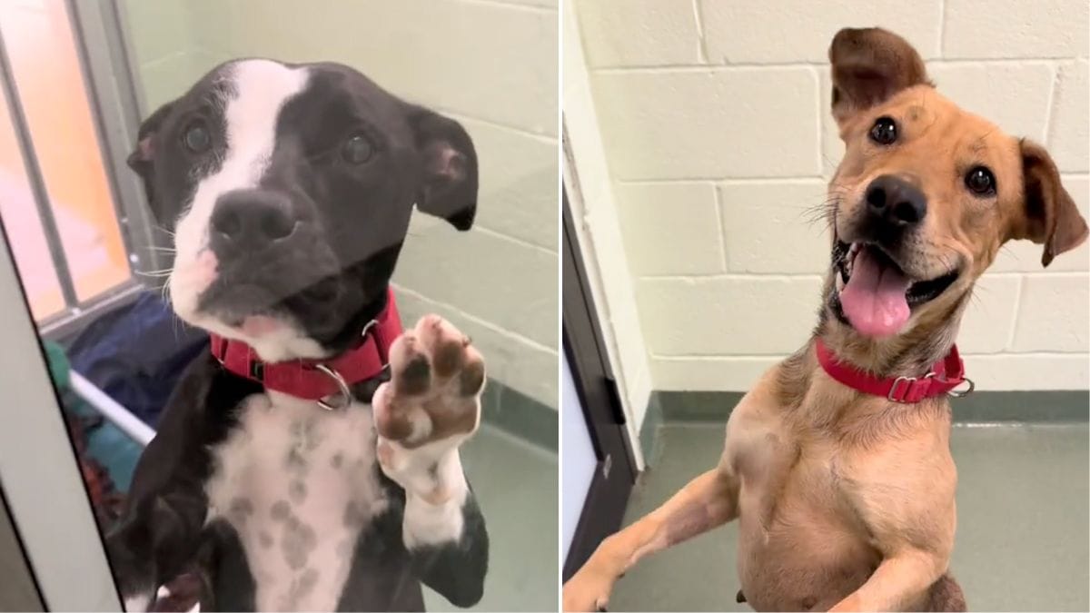 These 3 Beautiful Mama Dogs Hoped to Be Adopted on Mother's Day — But ...