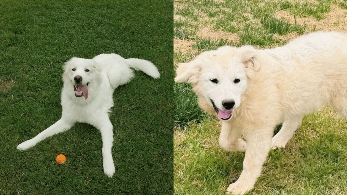 These 8 Fluffy & Sweet Great Pyrenees Are Looking For A Home To Call ...
