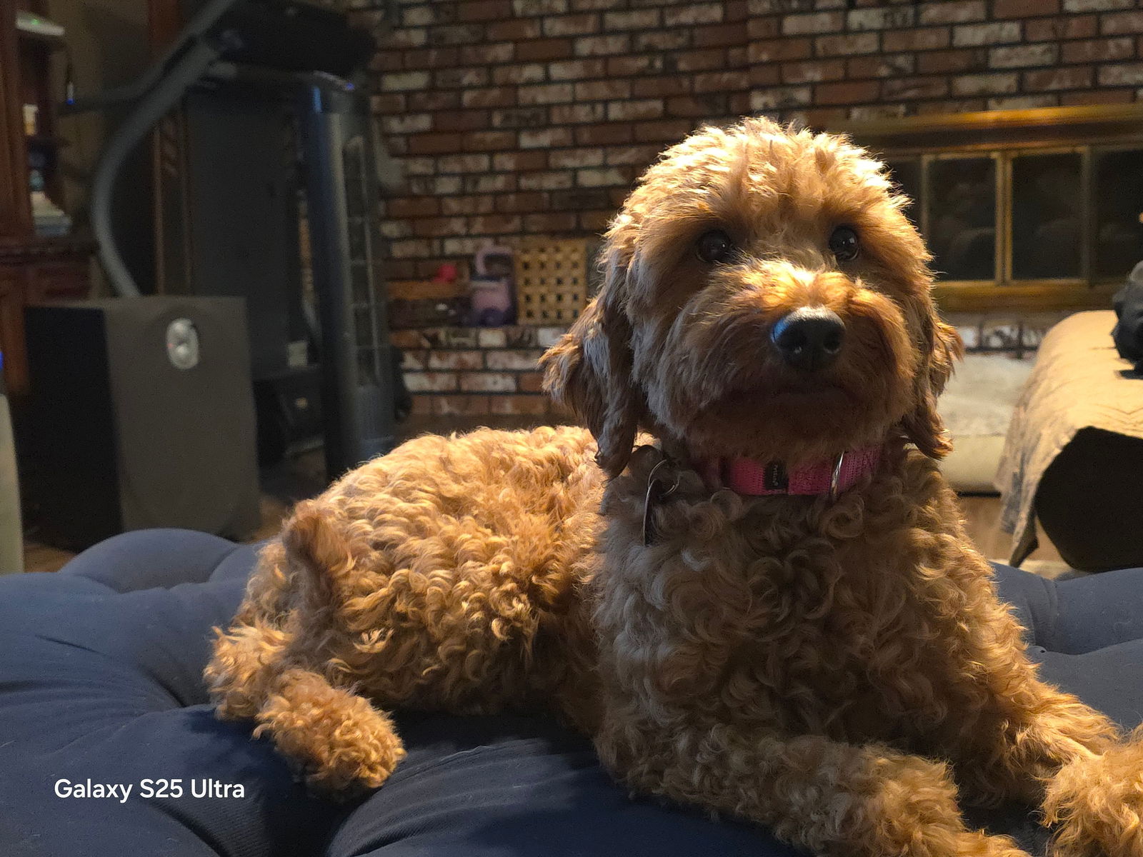 From Zoomies to Cuddles—Moana the Mini Doodle Is Your Lap-Loving ...