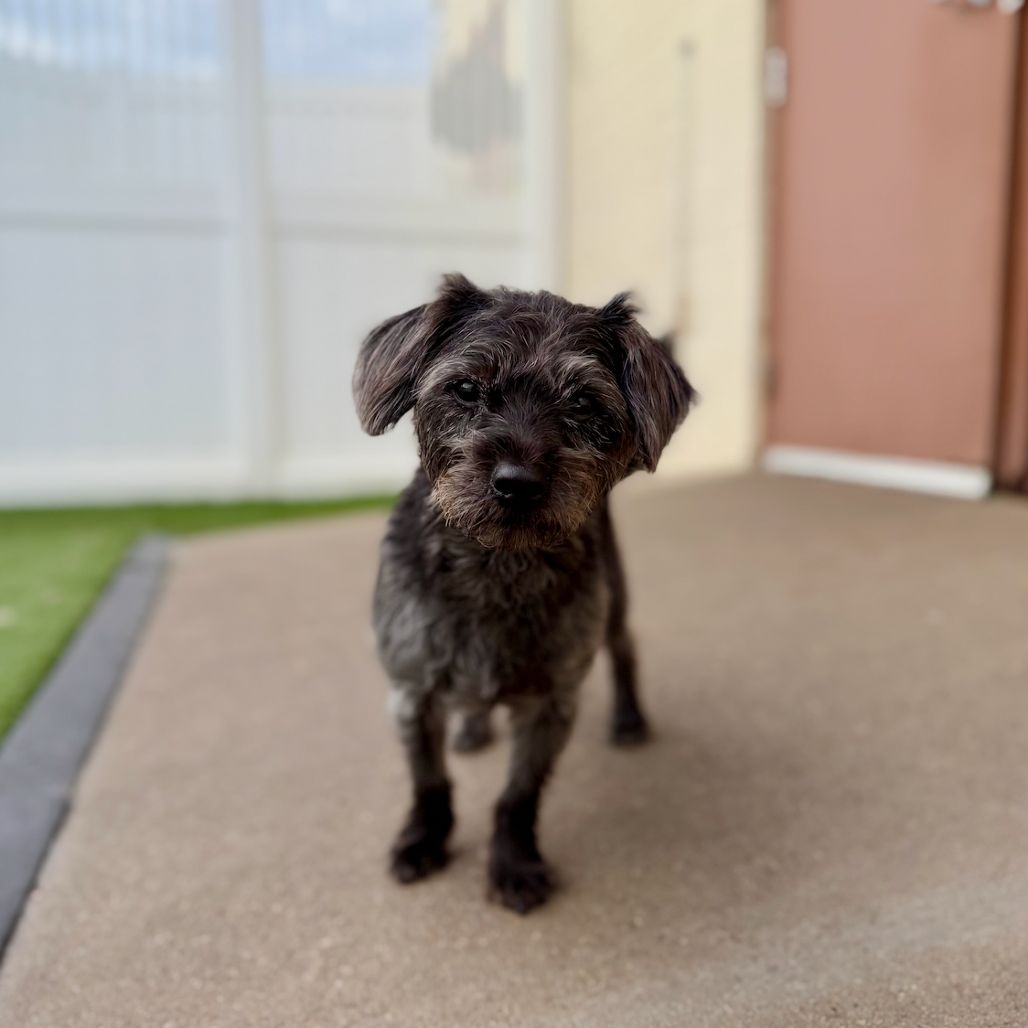 Meet Milo Wigglesworth – The Scruffy Senior Who’s Equal Parts Snuggler ...