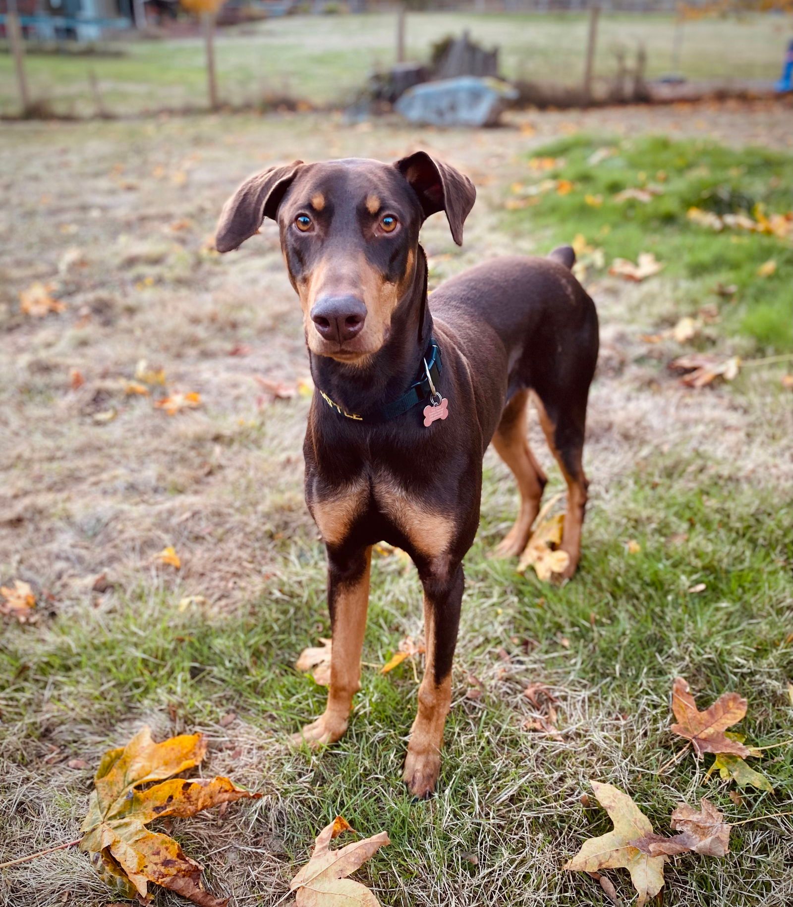 One Year Waiting: Copper the Devoted Doberman Deserves His Forever ...