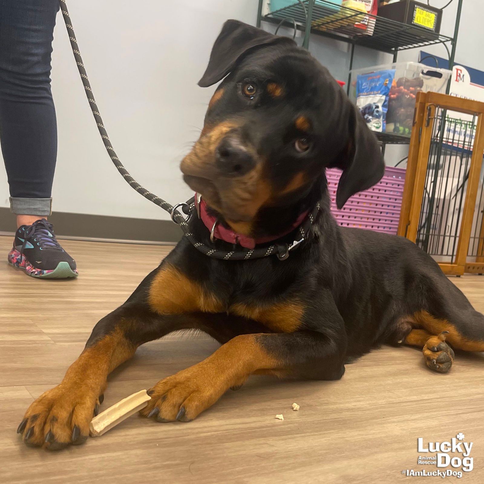 Left Behind but Still Full of Love—Flint the Rottie Mix Is Ready to Be Your Loyal Adventure ...