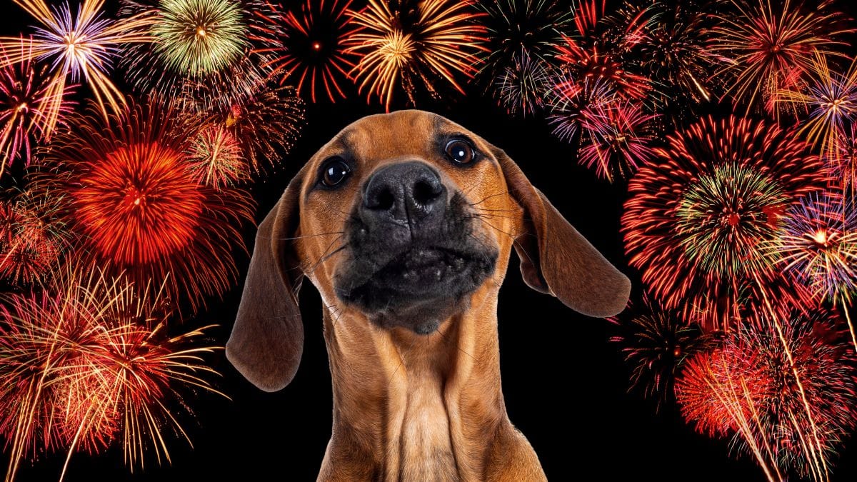 Which Dog Breeds Fear Fireworks the Most? A Study Reveals Some ...