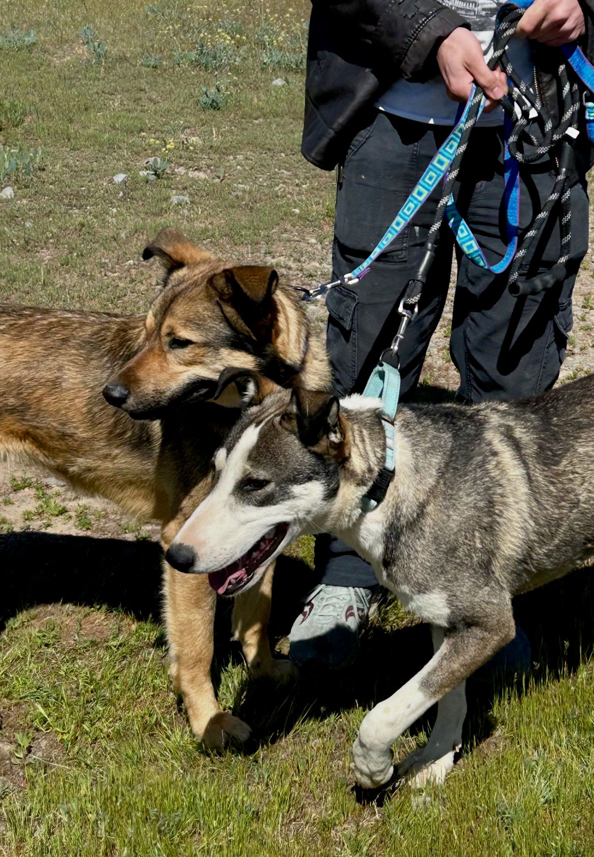 Looking for a Loyal Buddy? Meet Canelo—Your Next Best Friend! - Rocky ...