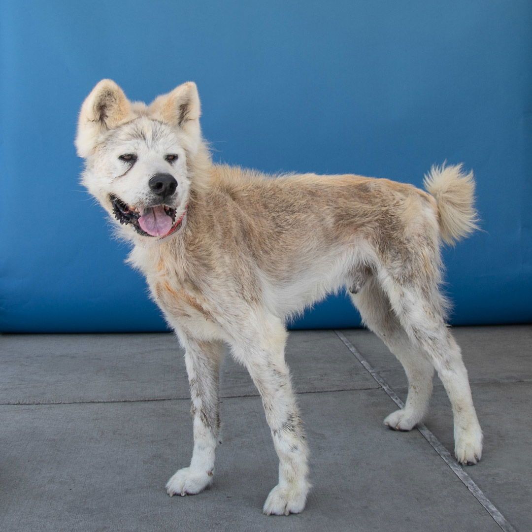 Gentle, Scruffy, and Full of Soul—Senior Akita Rocky Is Ready for His ...
