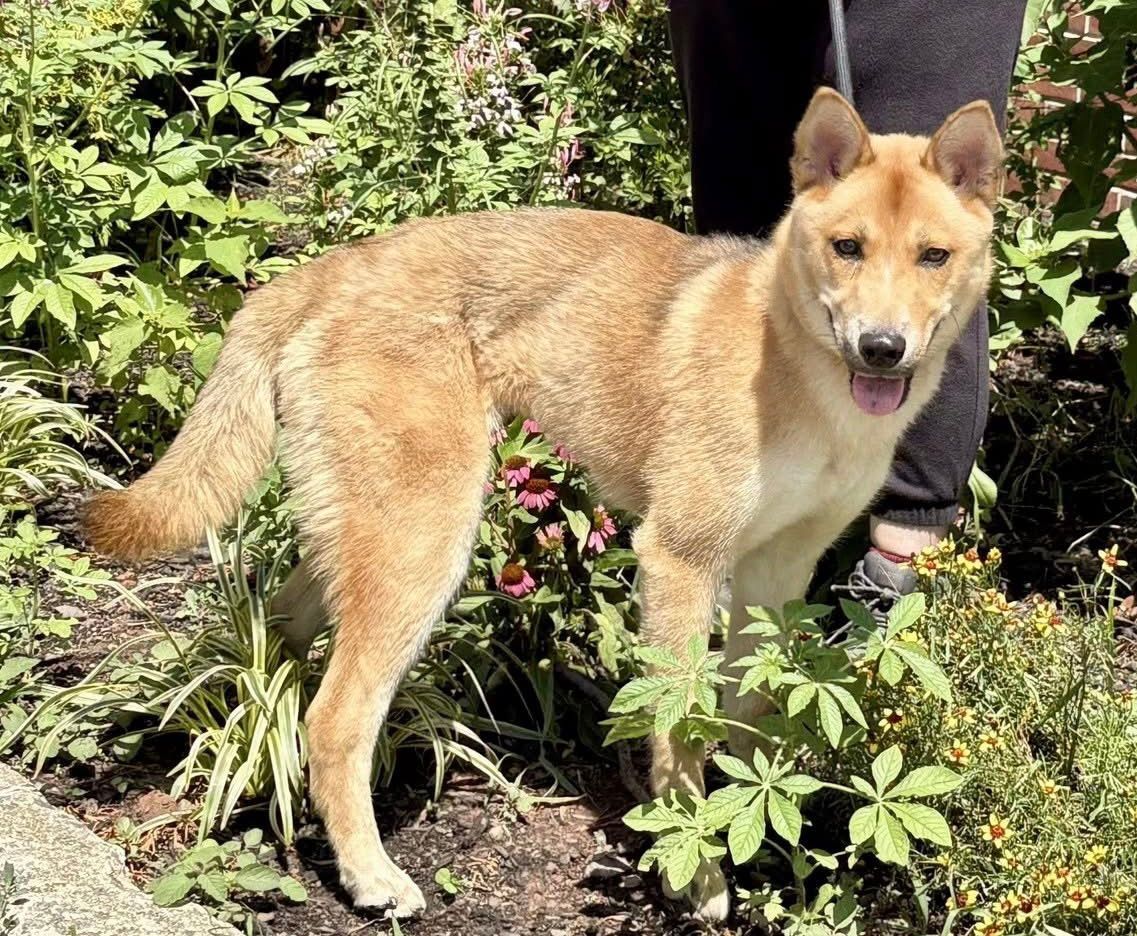 This Sweet Shepherd Mix Puppy Survived a Flood—Now She’s Ready to Bloom ...