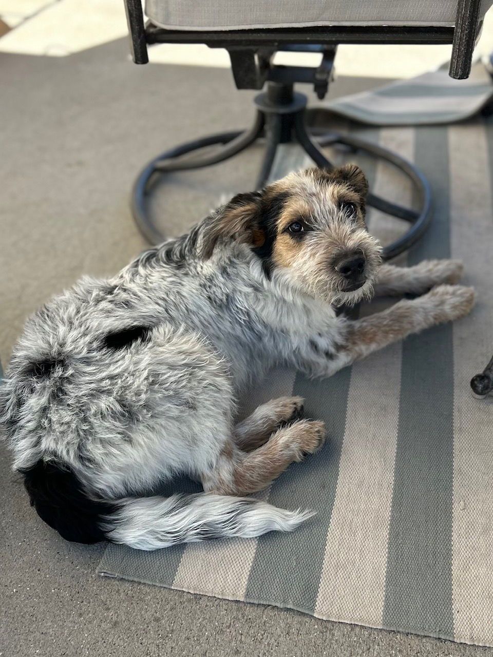 Meet Mumfurd—the Grinning Snuggle Monster Who’ll Steal Your Couch (and ...