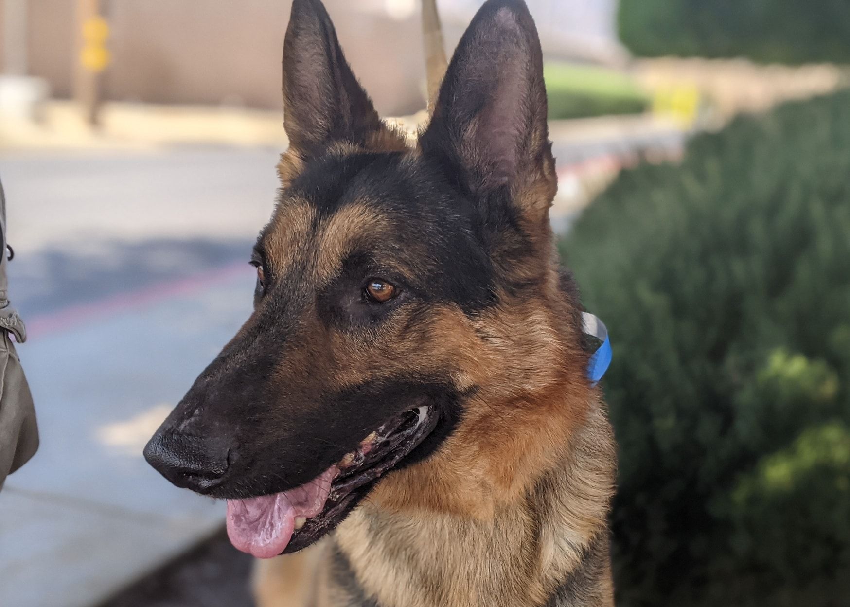 Jackson the Handsome Stray Shepherd—Waiting to Find Peace Beyond the ...