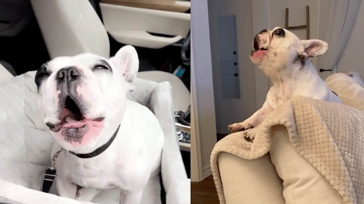 Is That a Man Screaming in Pain? Nope, It’s Just Walter the Frenchie ...