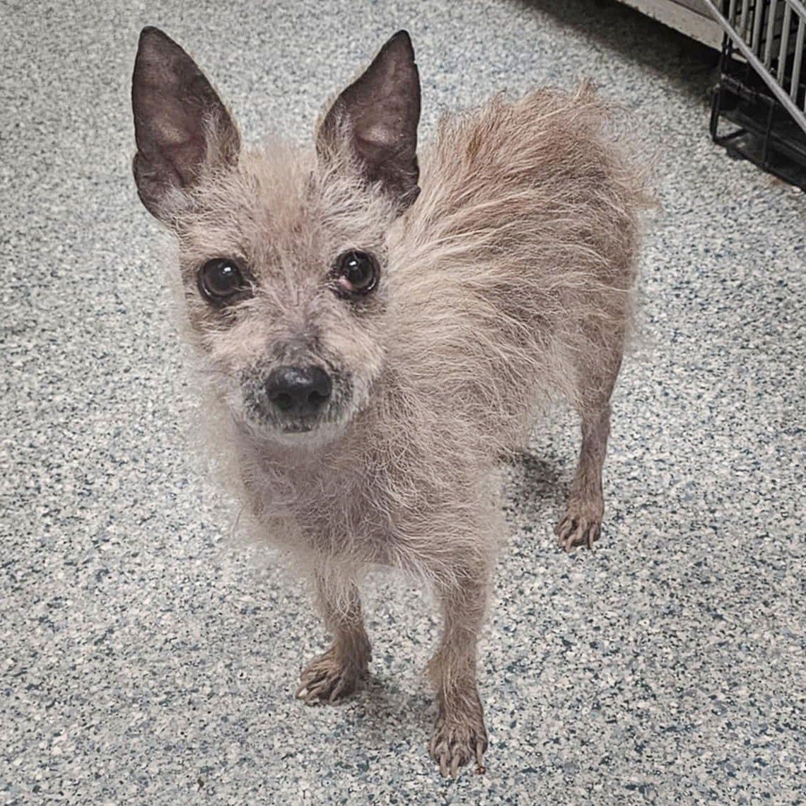 From Hoarding Survivor to Hopeful Companion – Meet Sanders - Rocky Kanaka