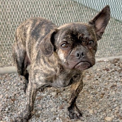 Brindle Frenchie Mix & Little Survivor—Meet Lil Andie! - Rocky Kanaka