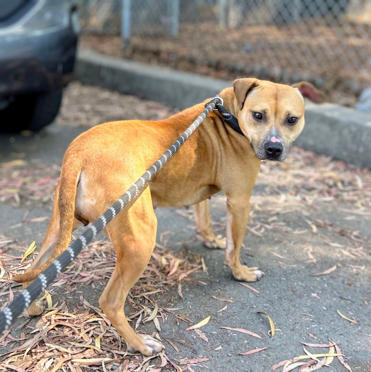 Topsy Tail – The Sweet & Silly Explorer - Rocky Kanaka