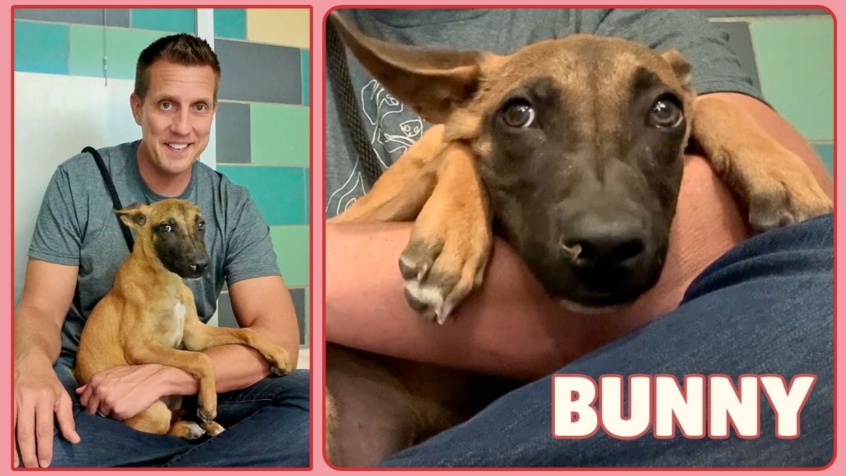 Bunny for Adoption - Rocky Kanaka