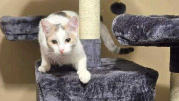 Noel the Muted Calico—Playful, Cuddly, and Ready for Her Forever Home ...