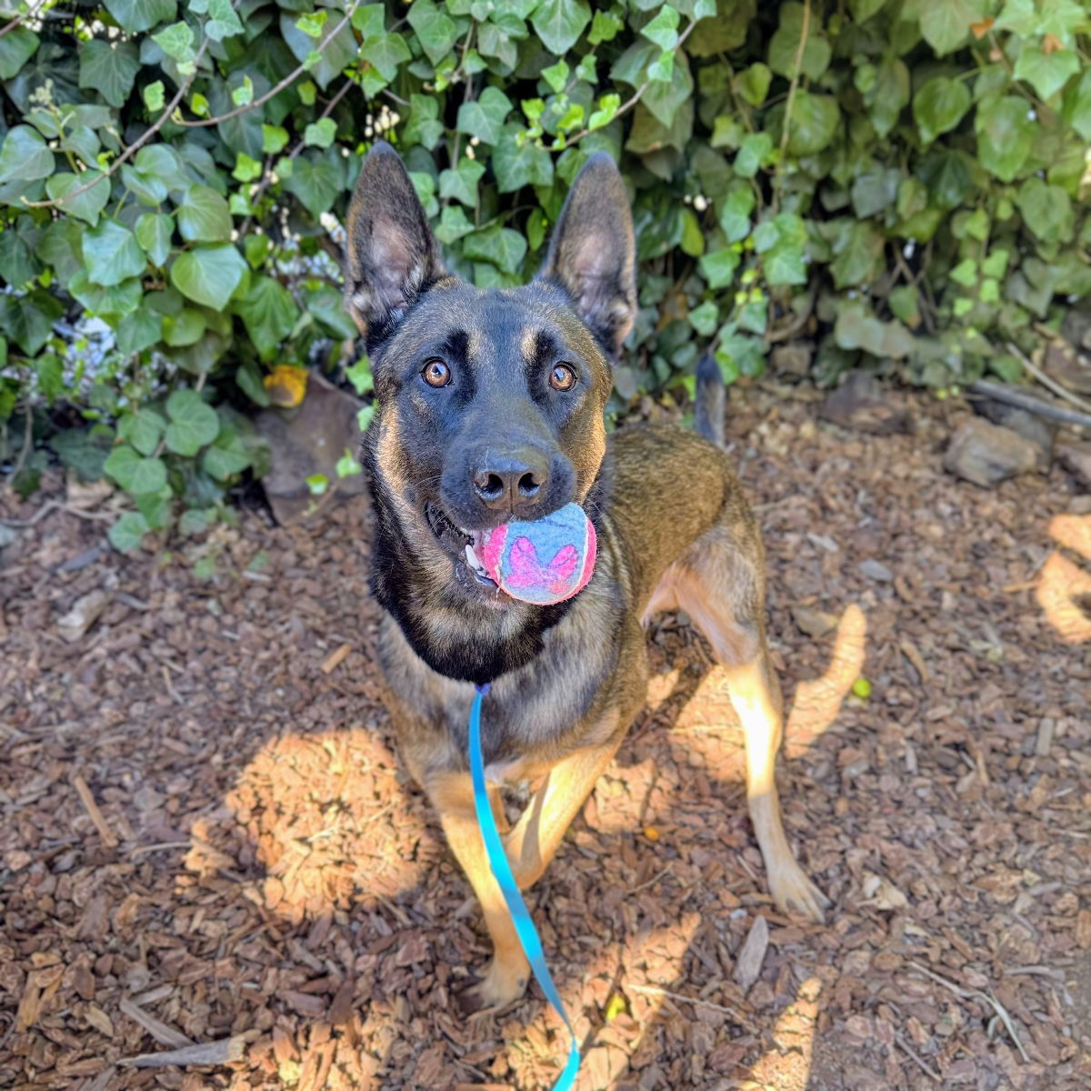 Playful & Loving Belgian Shepherd Mix Kion Is Ready for His Forever ...