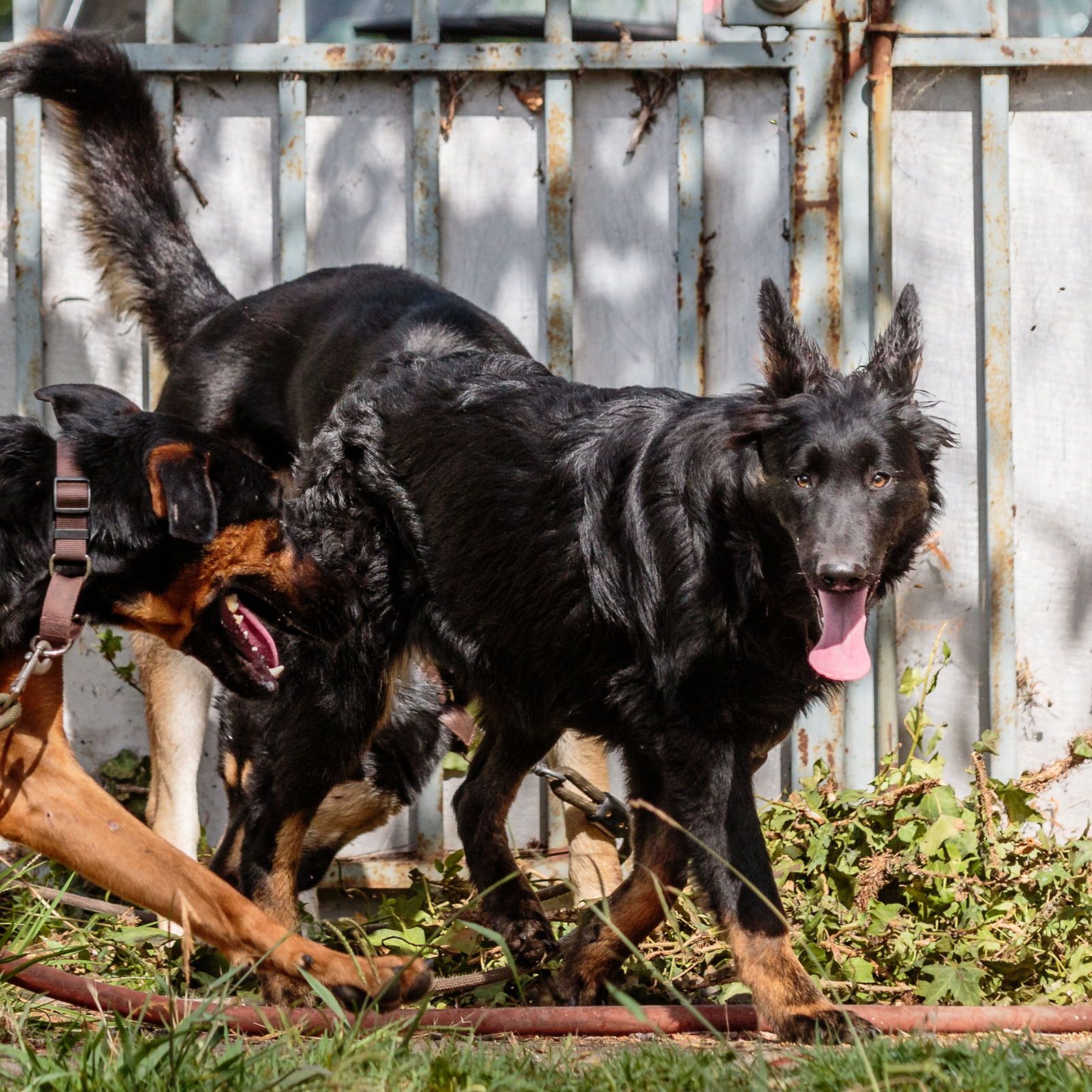 Eloise, Shepherd Mix – A Shy Stray Ready to Bloom Into Your Gentle Companion - Rocky Kanaka