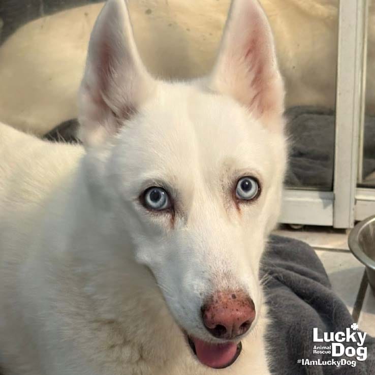 Khristal the Husky Mix, Island Girl from Puerto Rico – Looking for a ...