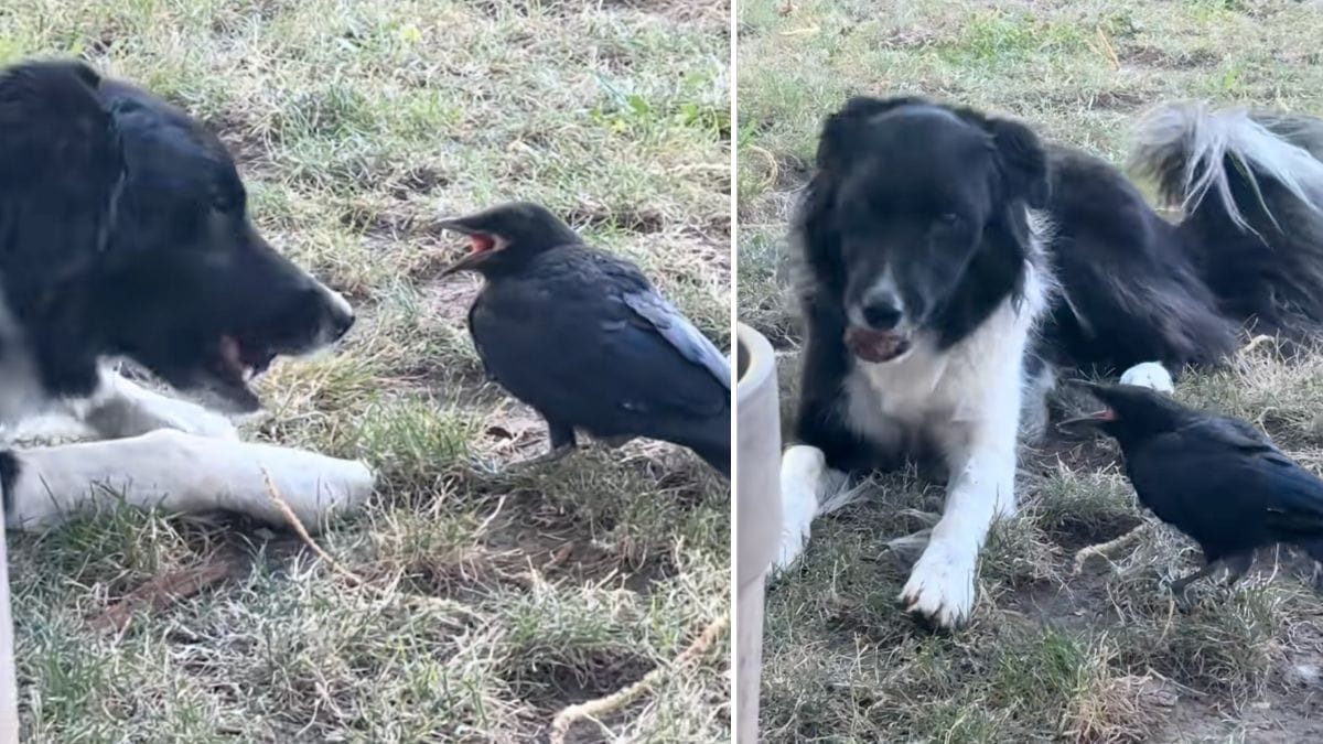 This Dog's Beautiful Friendship With a Crow Will Become Your Favorite ...