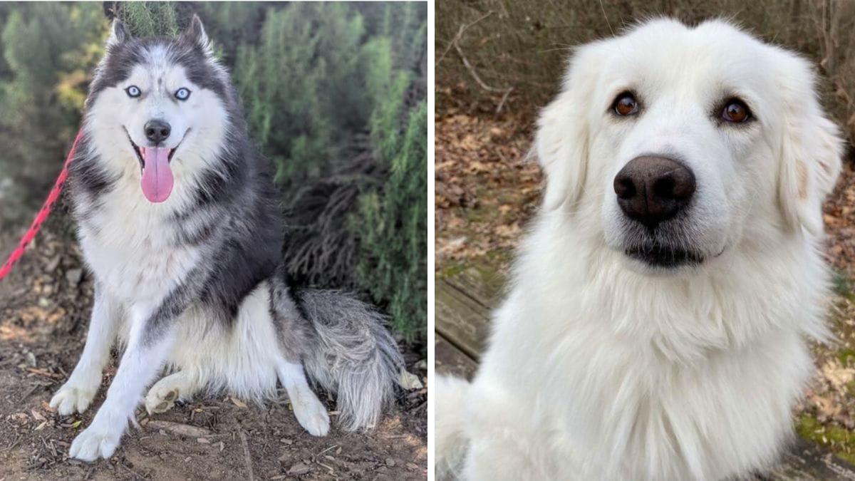 10 Dogs With Big Hearts and Fluffy Coats All Up For Adoption - Rocky Kanaka