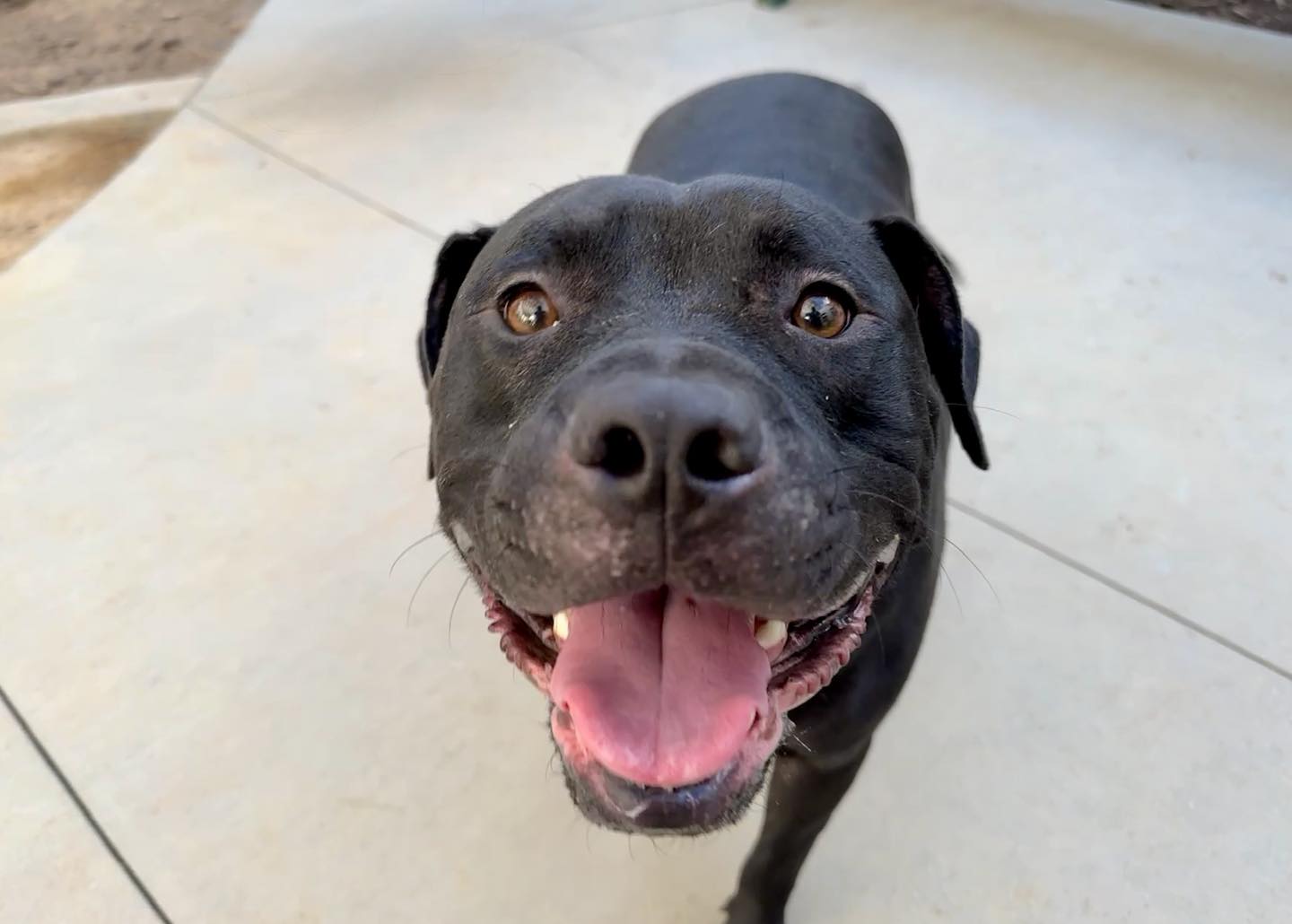 Meet Django — The Goofy Mastiff/Pit Bull With a Giant Smile 😄 - Rocky ...