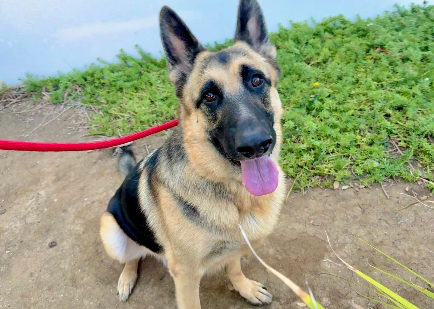 Rex, Handsome German Shepherd Surrendered by the Owner —Will You Be the ...