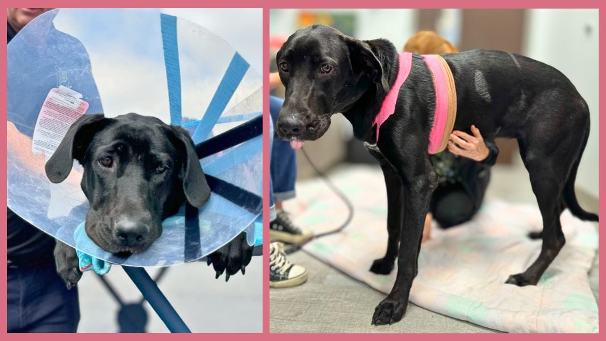 Great Dane Lab Girl (New Name TBD) - Rocky Kanaka