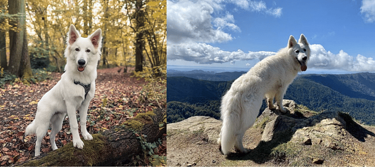 white german shepperd
