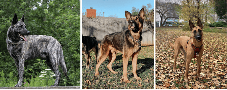 difference between german and belgian shepherd