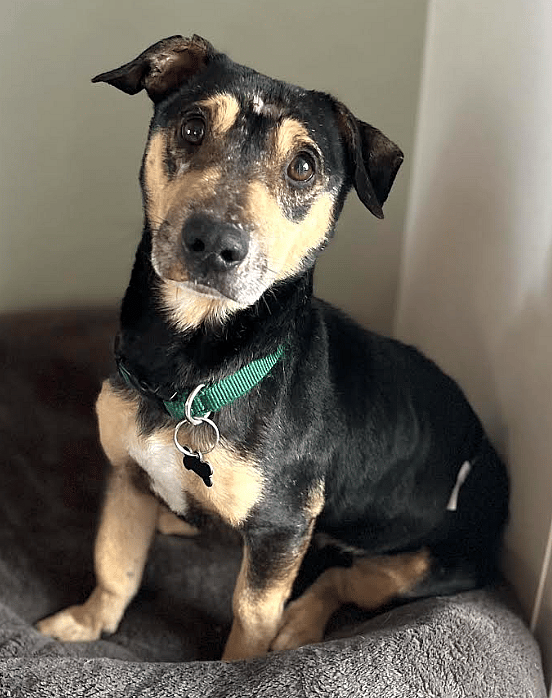 Peepaw, Chihuahua Mix, Experienced Some Rough Days in a Louisiana Pound ...