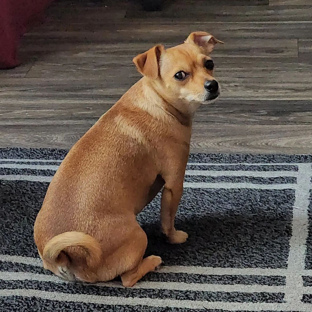 how big do chiweenies get