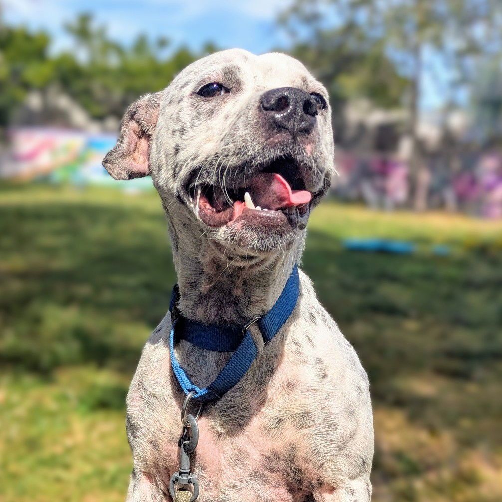 Meet Speckles: A Spotted Pitty Mix Full of Love, Zoomies & Charm ...