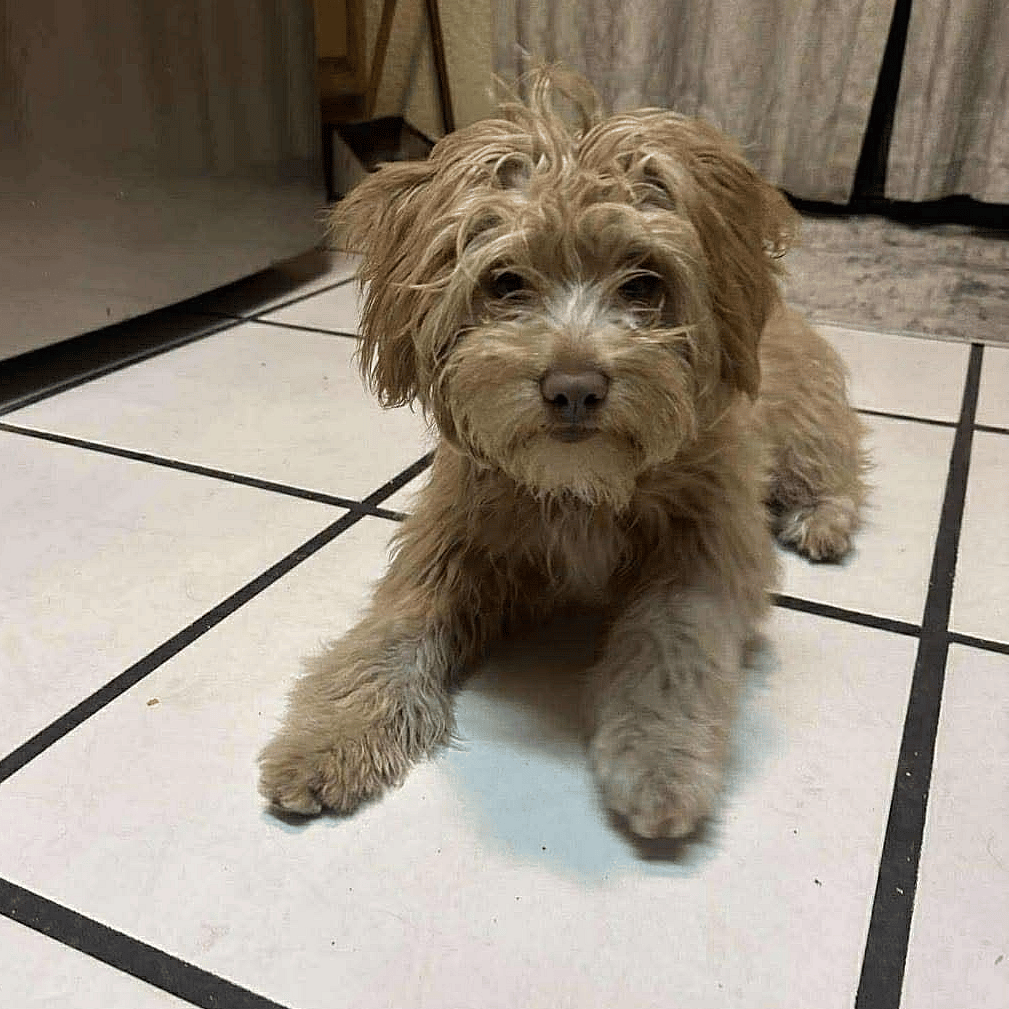 Brit, A Maltese Mix is A Soft Little Cloud of Love Ready to Be Someone ...