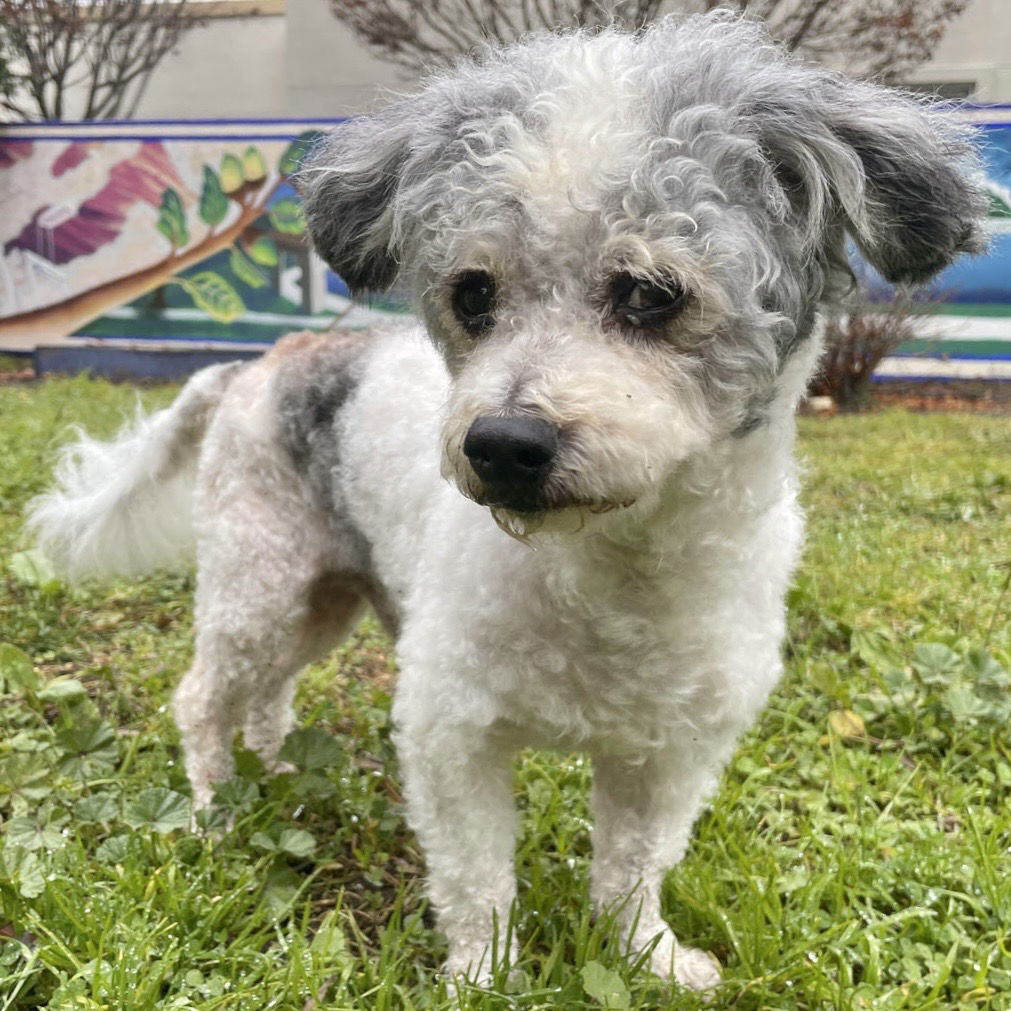 Barley the Senior Poodle Is Searching for a Quiet, Understanding Home ...