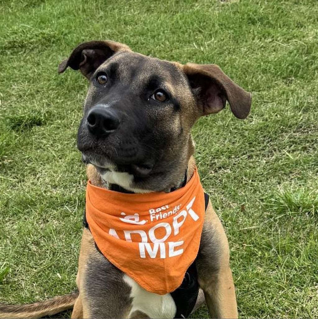 Flint Friendly Energetic Dog Who Loves People, Dogs, Cats and Adventure ...