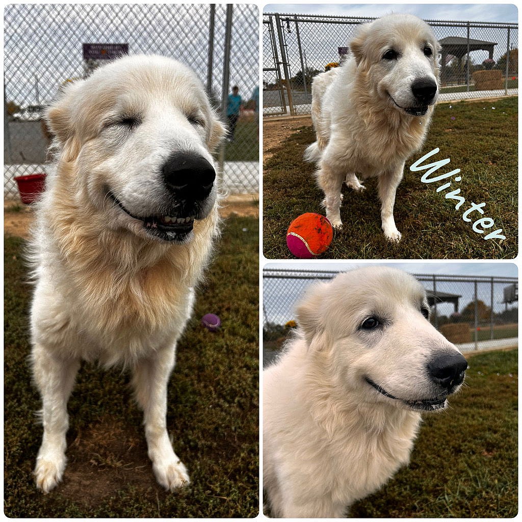 Winter the great Pyrenees – Sweet Senior Looking for a Peaceful Porch ...