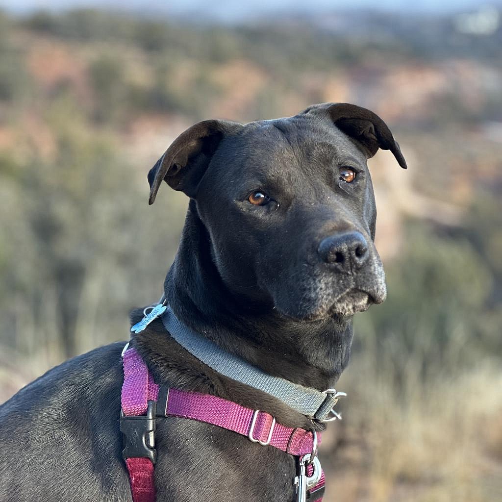 Mindy, A Black Lab Mix is A Regal Girl with a Goofy Heart—Could Mindy ...