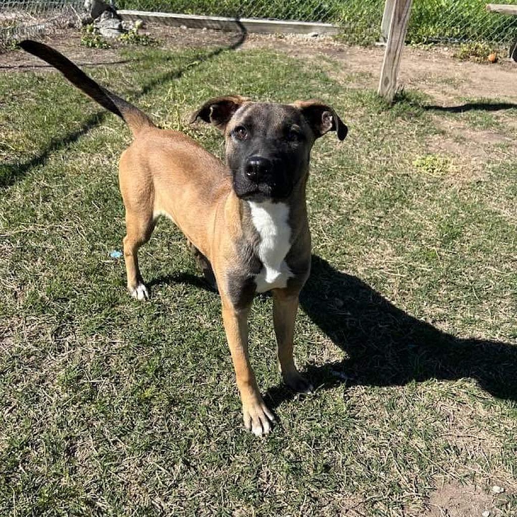 Flint Friendly Energetic Dog Who Loves People, Dogs, Cats and Adventure ...