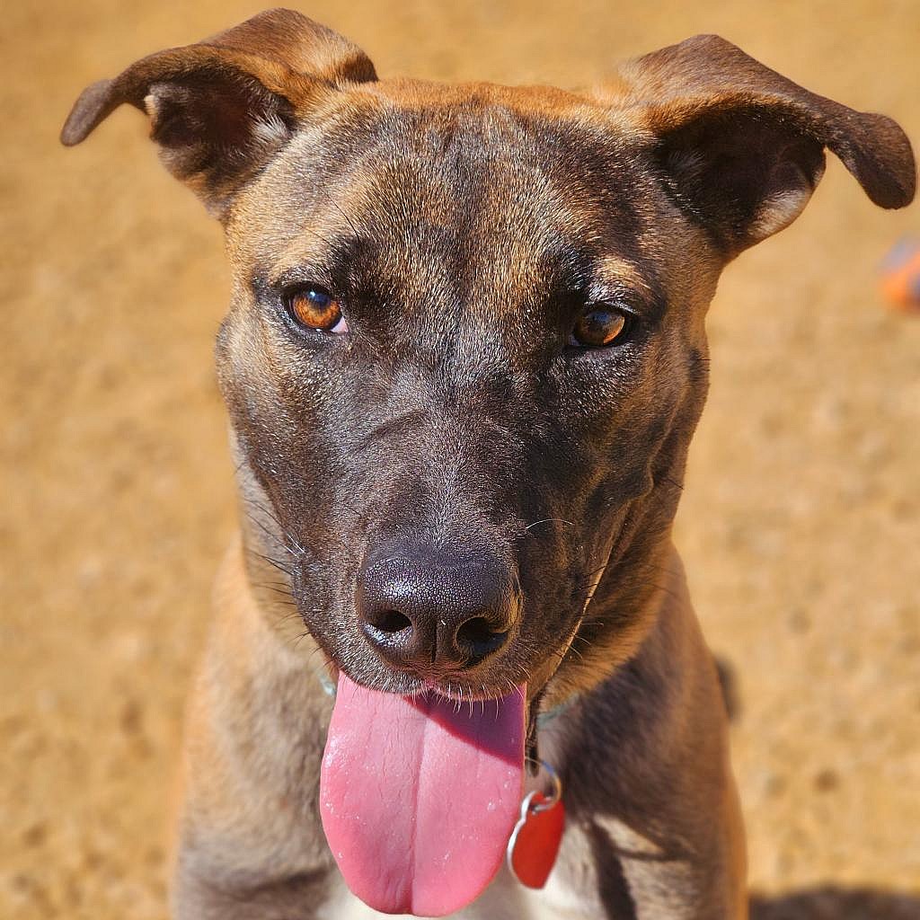 Flint Friendly Energetic Dog Who Loves People, Dogs, Cats and Adventure ...