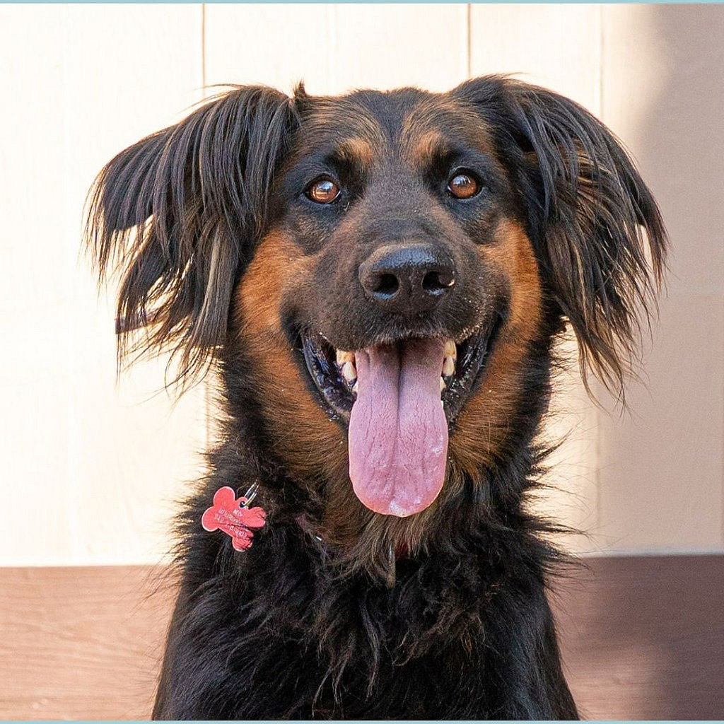 Daisy Ann—A Loyal, Bright Girl Ready to Shine - Rocky Kanaka