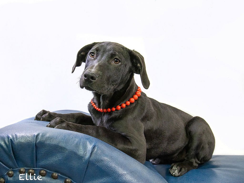 Ellie, A Labrador Mix is A Joyful Puppy Ready to Bring Happiness to ...