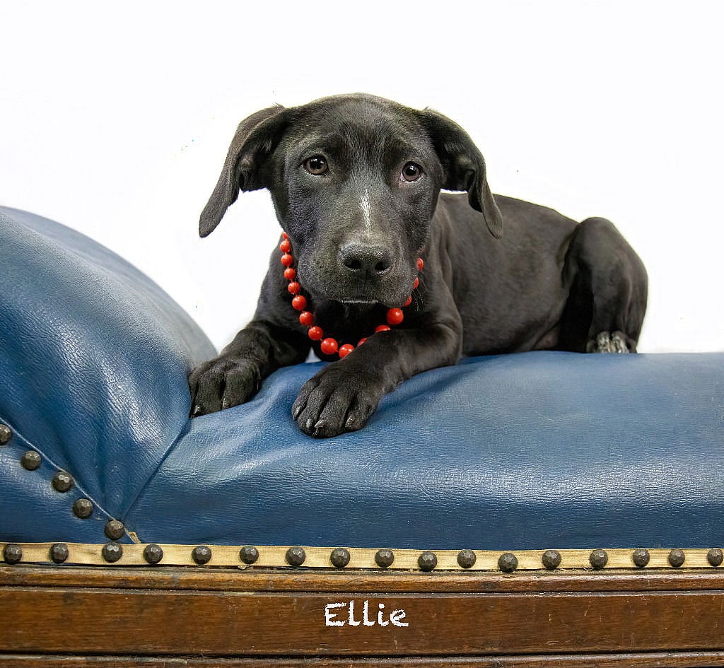 Ellie, A Labrador Mix is A Joyful Puppy Ready to Bring Happiness to ...