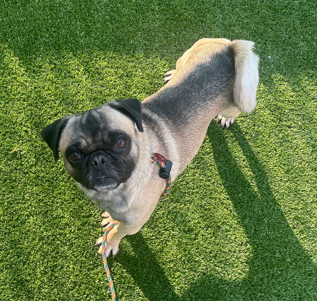 Dochi the Fun‑Loving Pup — Ready to Be Your New Best Friend - Rocky Kanaka