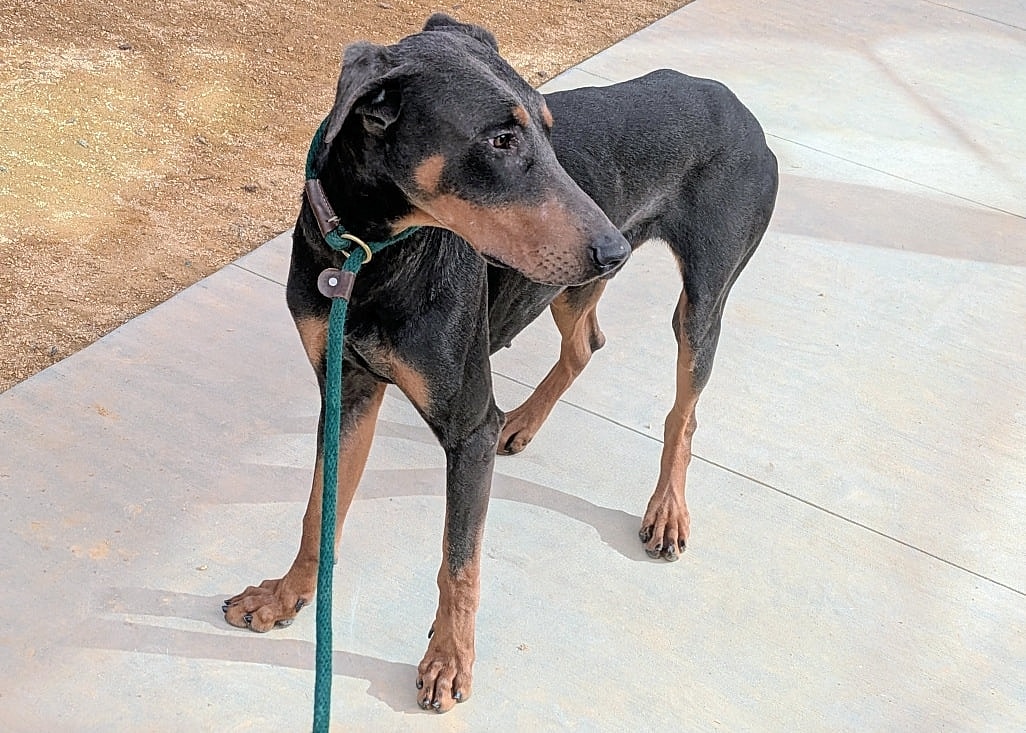 Kaleb the Doberman Mix Was Once a Timid Stray—Could You Be the One to ...